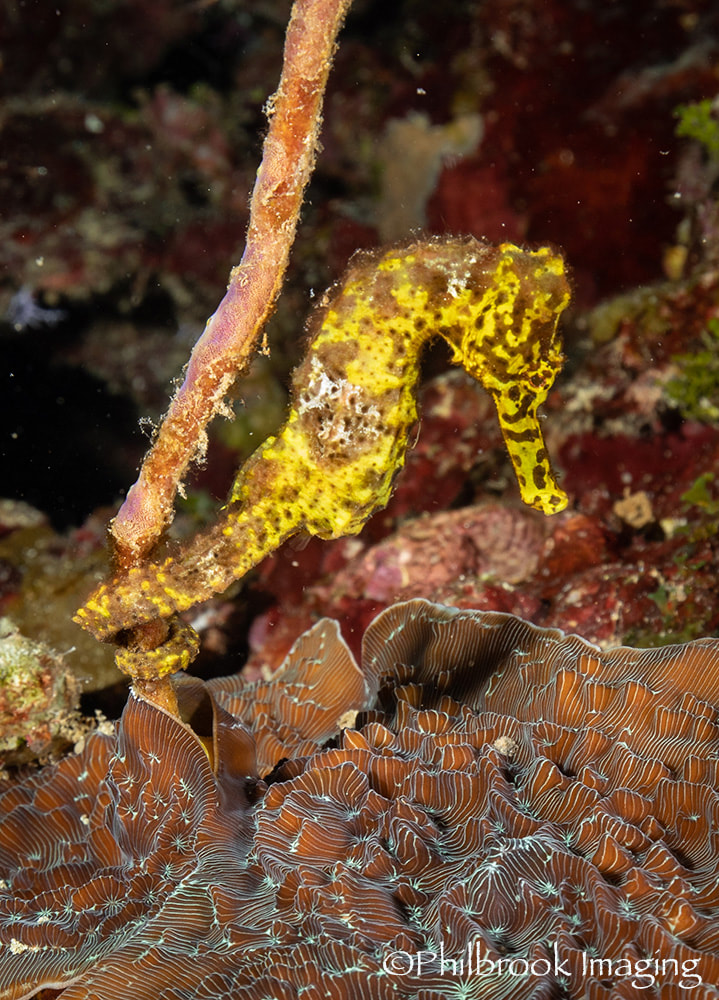 Roatan - CoCo View Resort - Aquaventure Scuba & Travel