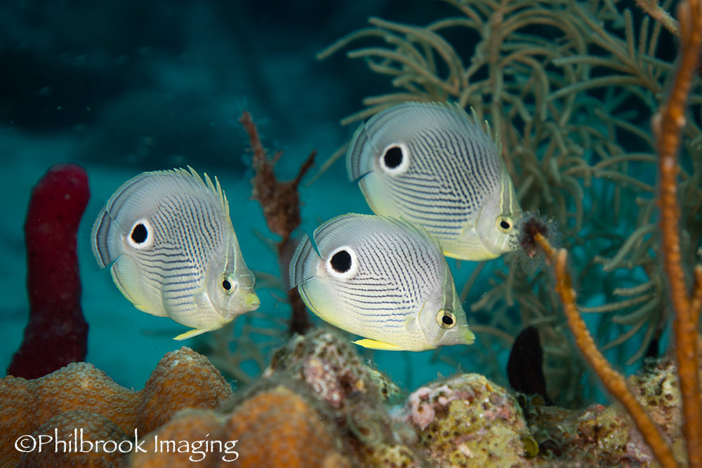 Roatan - CoCo View Resort - Aquaventure Scuba & Travel