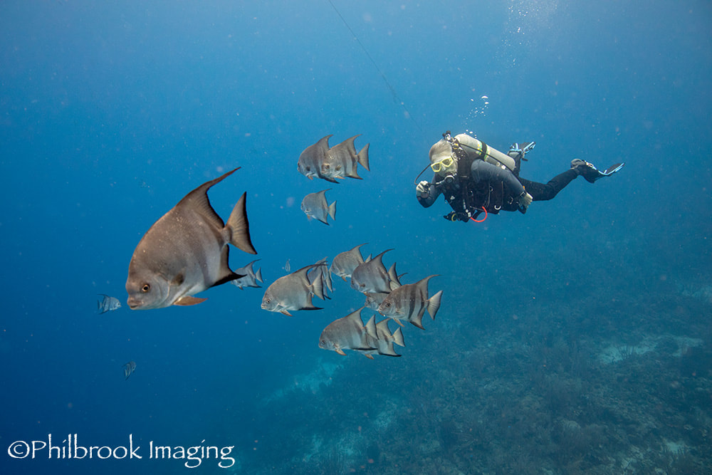 Roatan - CoCo View Resort - Aquaventure Scuba & Travel
