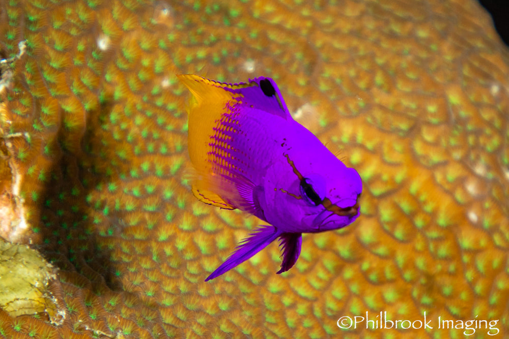 Roatan - CoCo View Resort - Aquaventure Scuba & Travel