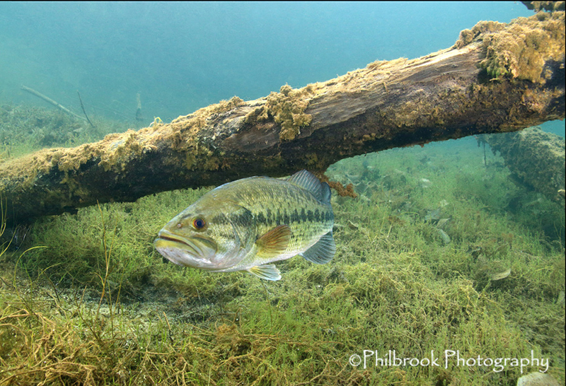 Lake Wazee - June 7 - Aquaventure Scuba & Travel
