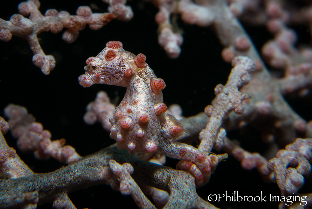 Wakatobi Indonesia- Underwater Photographer's Dream Trip! - Aquaventure ...