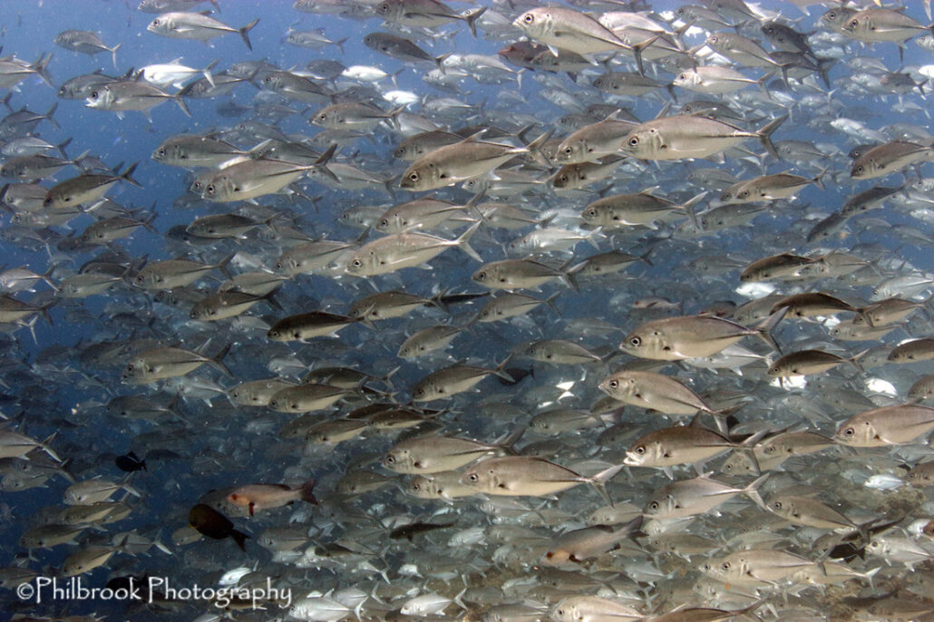 Sea Of Cortez - La Paz Great Loreto Circle - Aquaventure Scuba & Travel