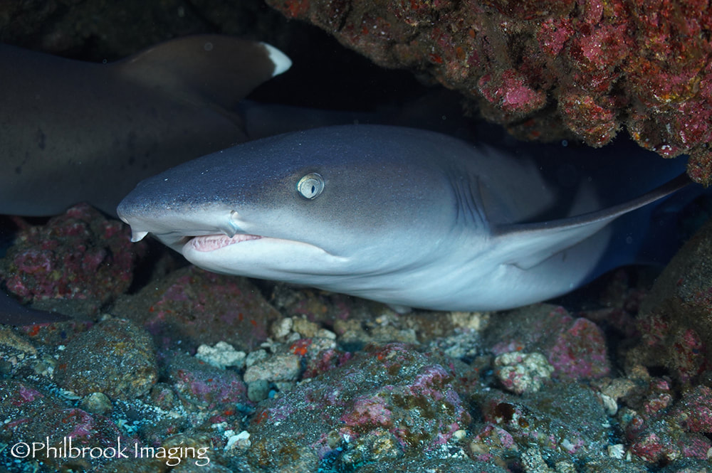 Sea Of Cortez - La Paz Great Loreto Circle - Aquaventure Scuba & Travel
